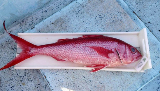 Snapper Species: What’s The Difference?