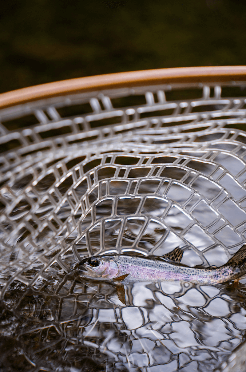 Part 5: Fishing For Rainbows In The Shadow Of Kilimanjaro