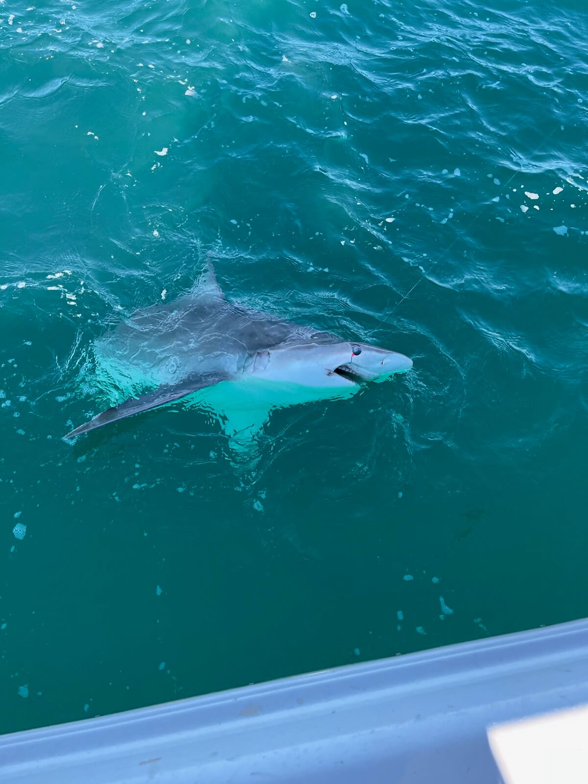 Big Ol Mess: Fishing Reports Across The Us - 12/16/2020