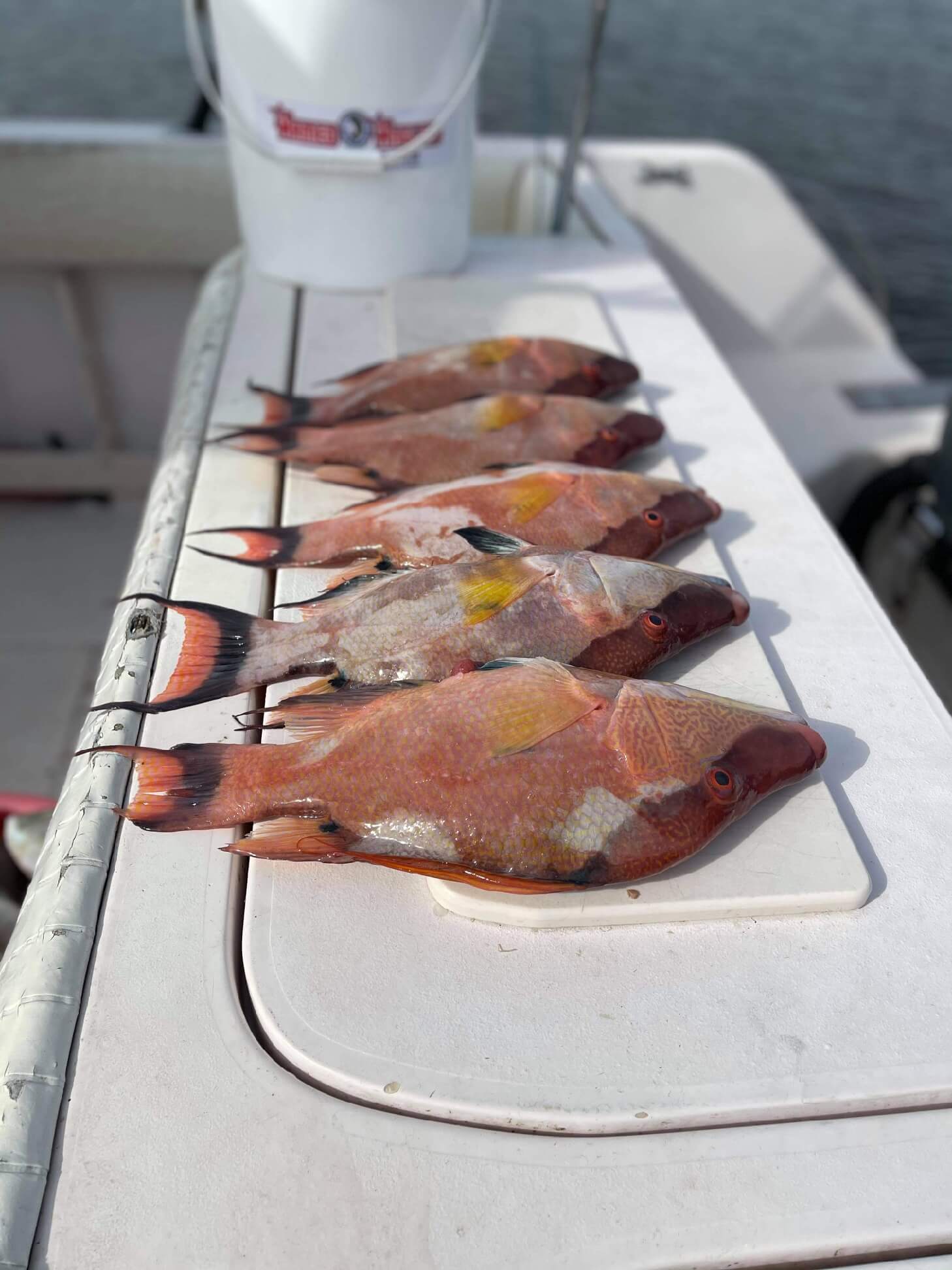 Big Ol Mess: Fishing Reports Across The Us - 12/16/2020