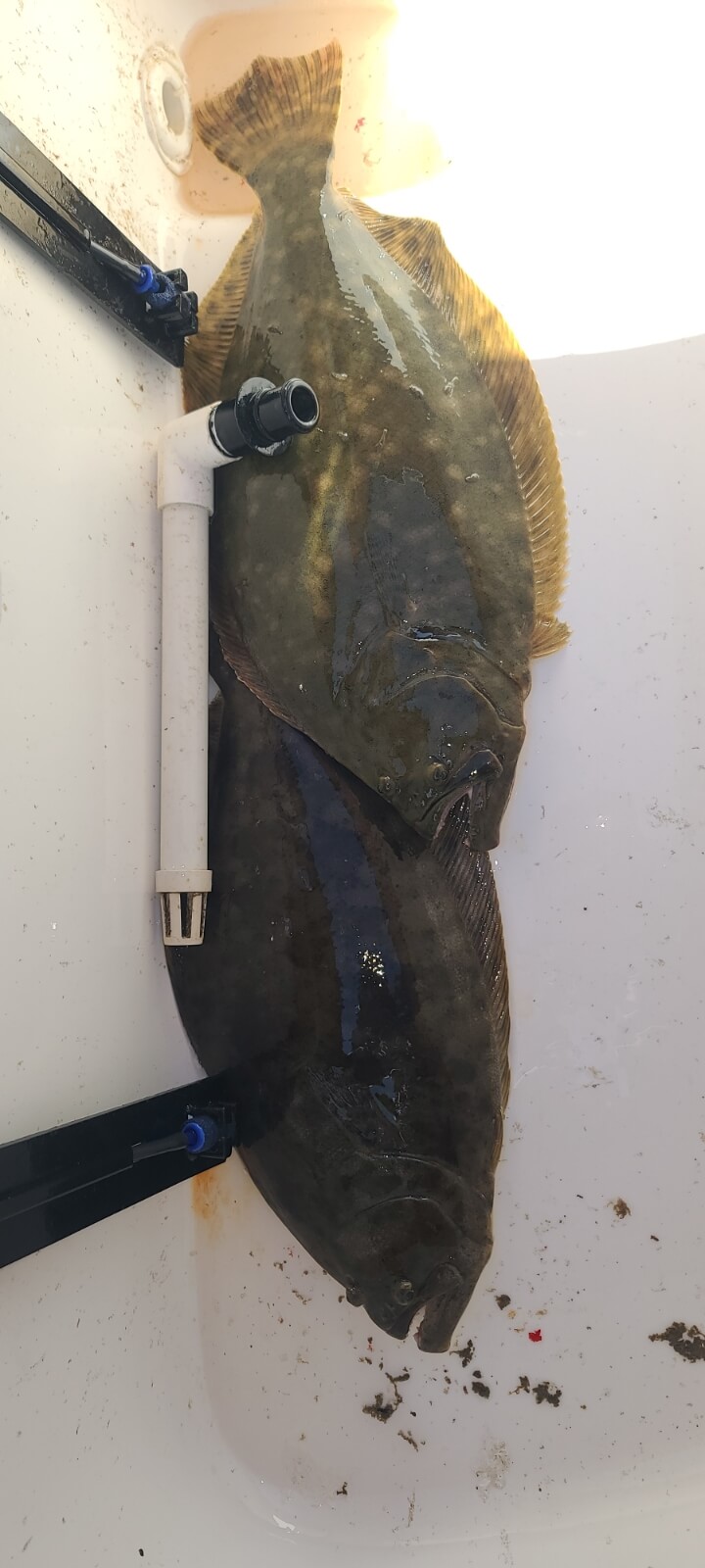 The Big Ol Mess: #1 Fishing Report for Clearwater, Galveston & More!