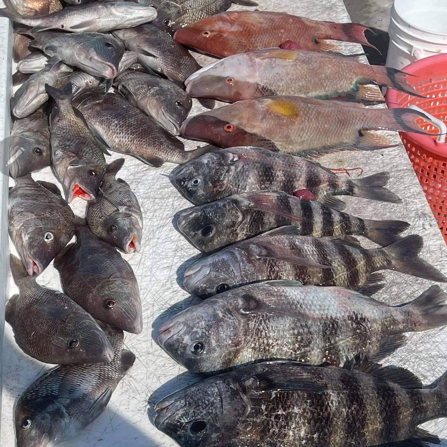 The Big Ol Mess: #1 Fishing Report for Clearwater, Galveston & More!