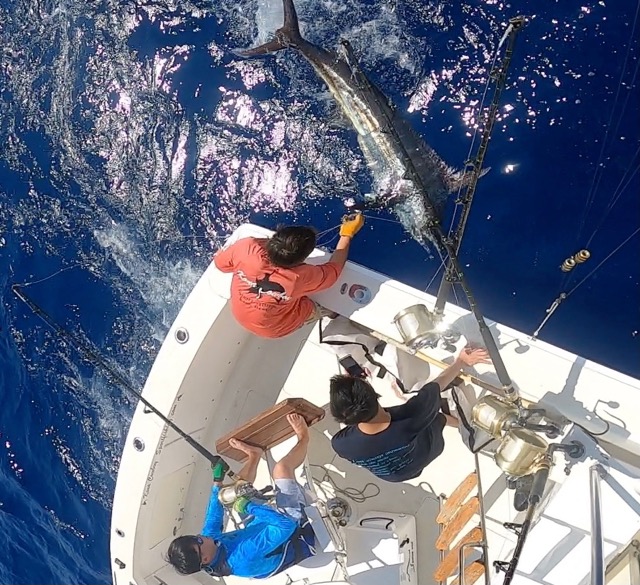The Big Ol Mess: #1 Fishing Report for Daytona Beach, Delacroix & More!