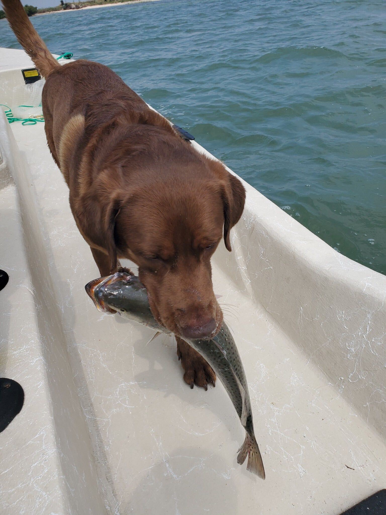 The Big Ol Mess: The #1 Fishing Report Across Texas & Louisiana