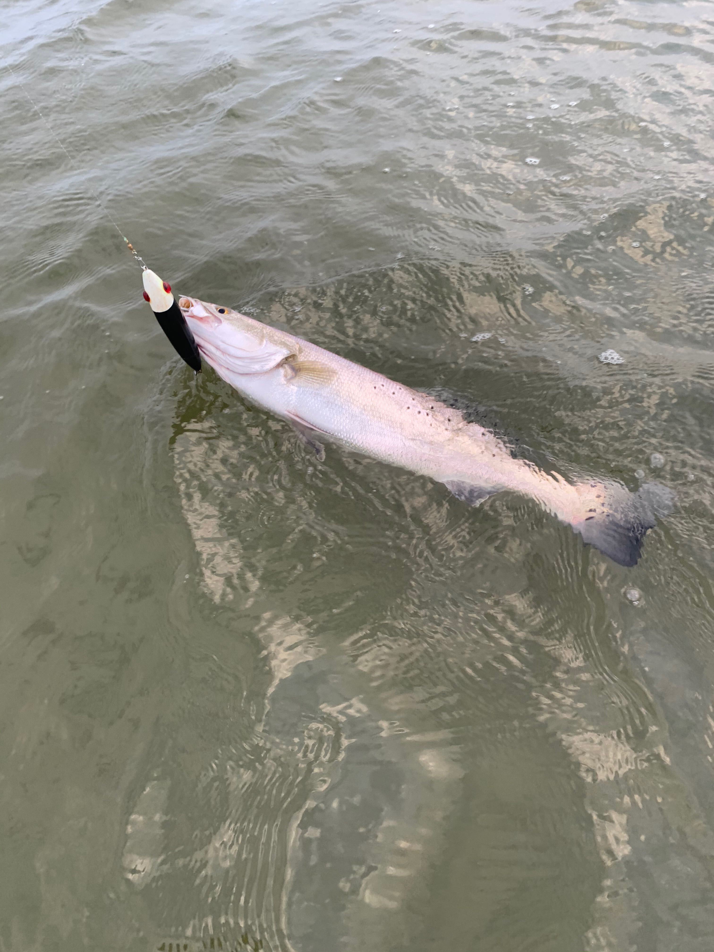 The Big Ol Mess: The #1 Fishing Report across Texas & Louisiana