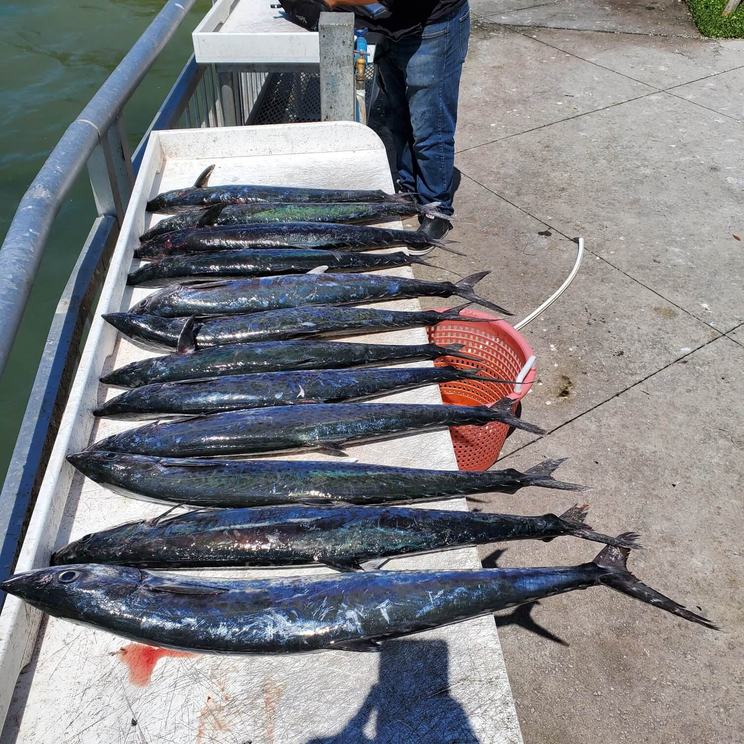 The Big Ol Mess: #1 Fishing Report for Calcasieu Lake, Dallas & More!
