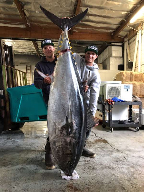 Giant West Coast Bluefin Tuna! Catch And Cook?