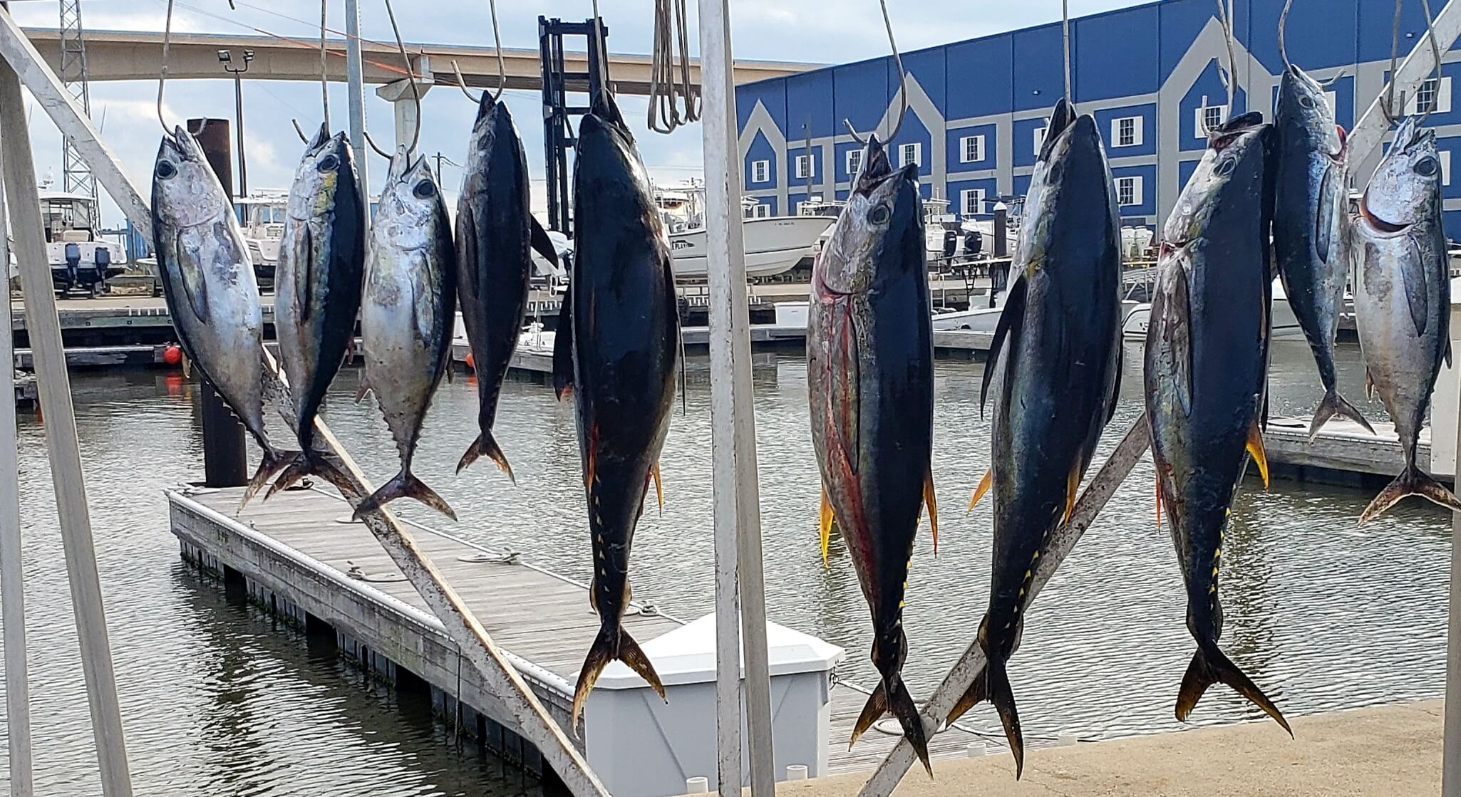 The Big Ol Mess: #1 Fishing Report For Galveston, South Padre Island ...
