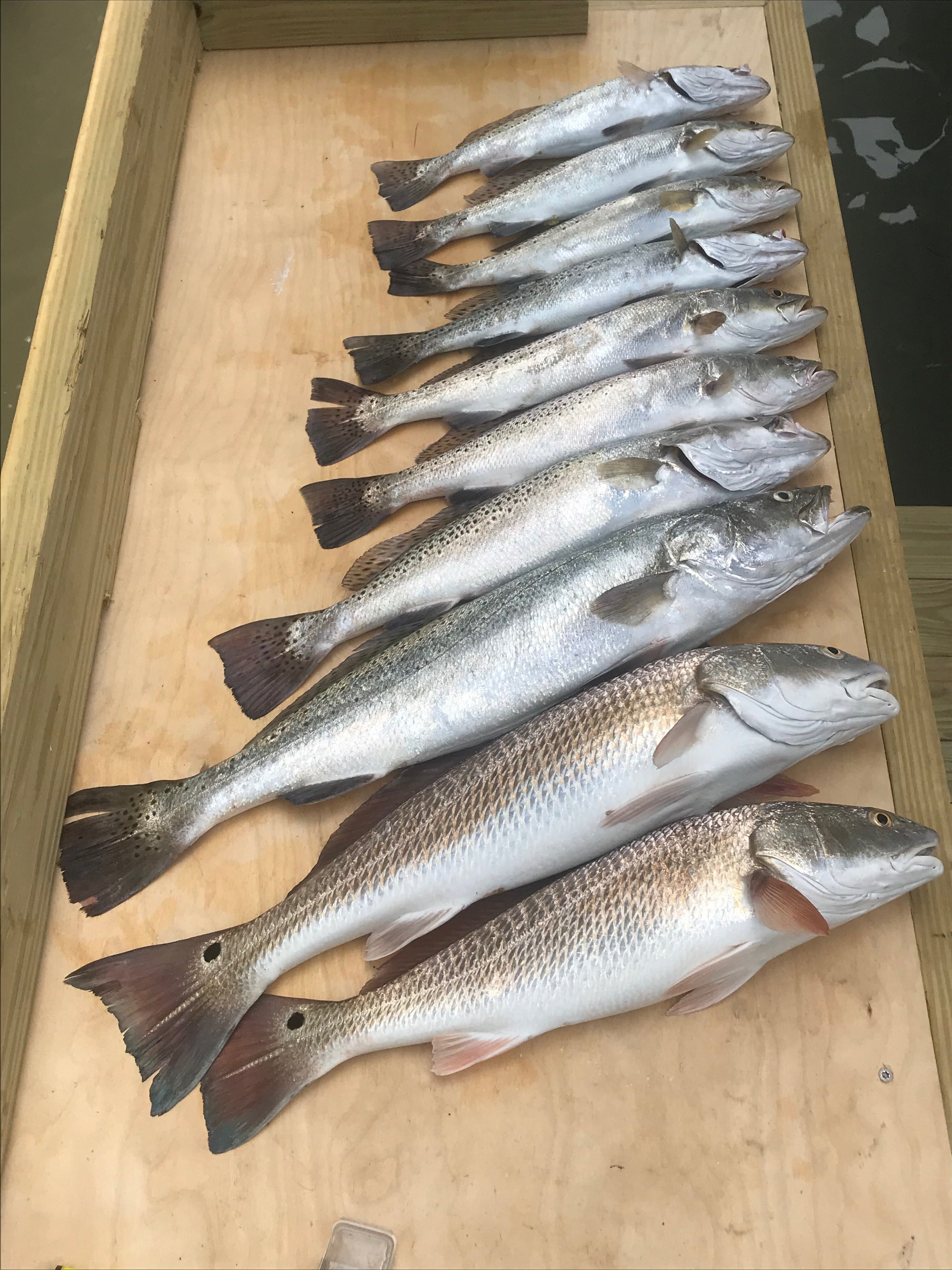 The Big Ol Mess: The #1 Fishing Report Across Texas & Louisiana