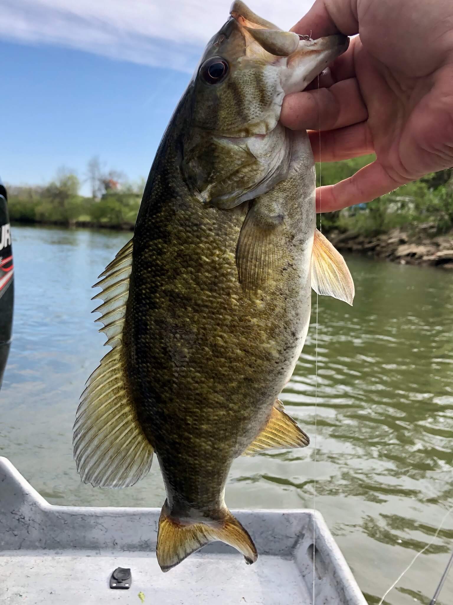 The Big Ol Mess: #1 Fishing Report for Asheville, Rockport & More!