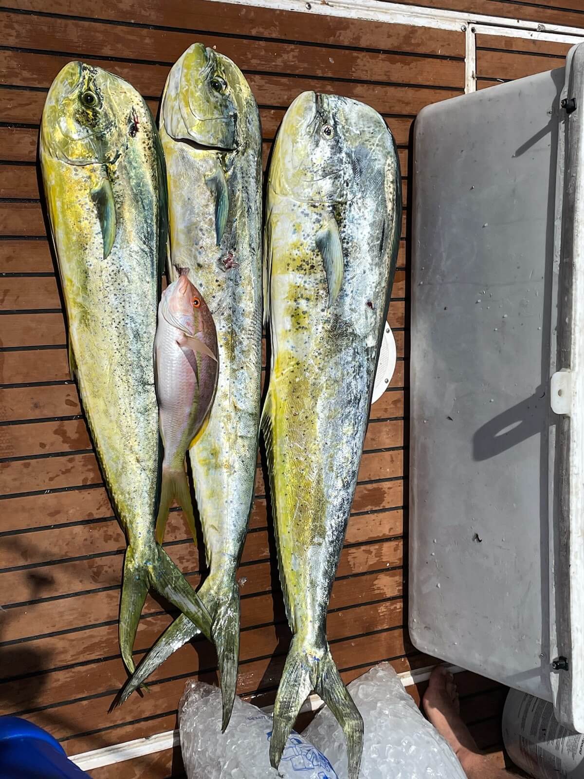 The Big Ol Mess: #1 Fishing Report for Clearwater, Port O'Connor & More!