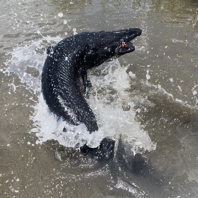 4 Of The Spookiest Fish You Can Catch