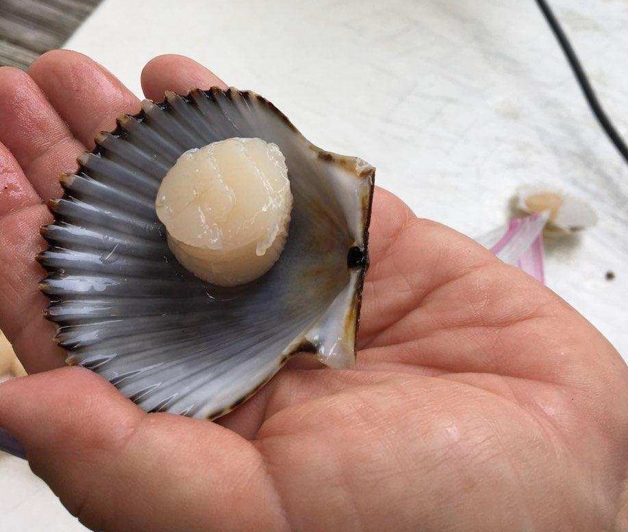 Whole Scallops In Shell
