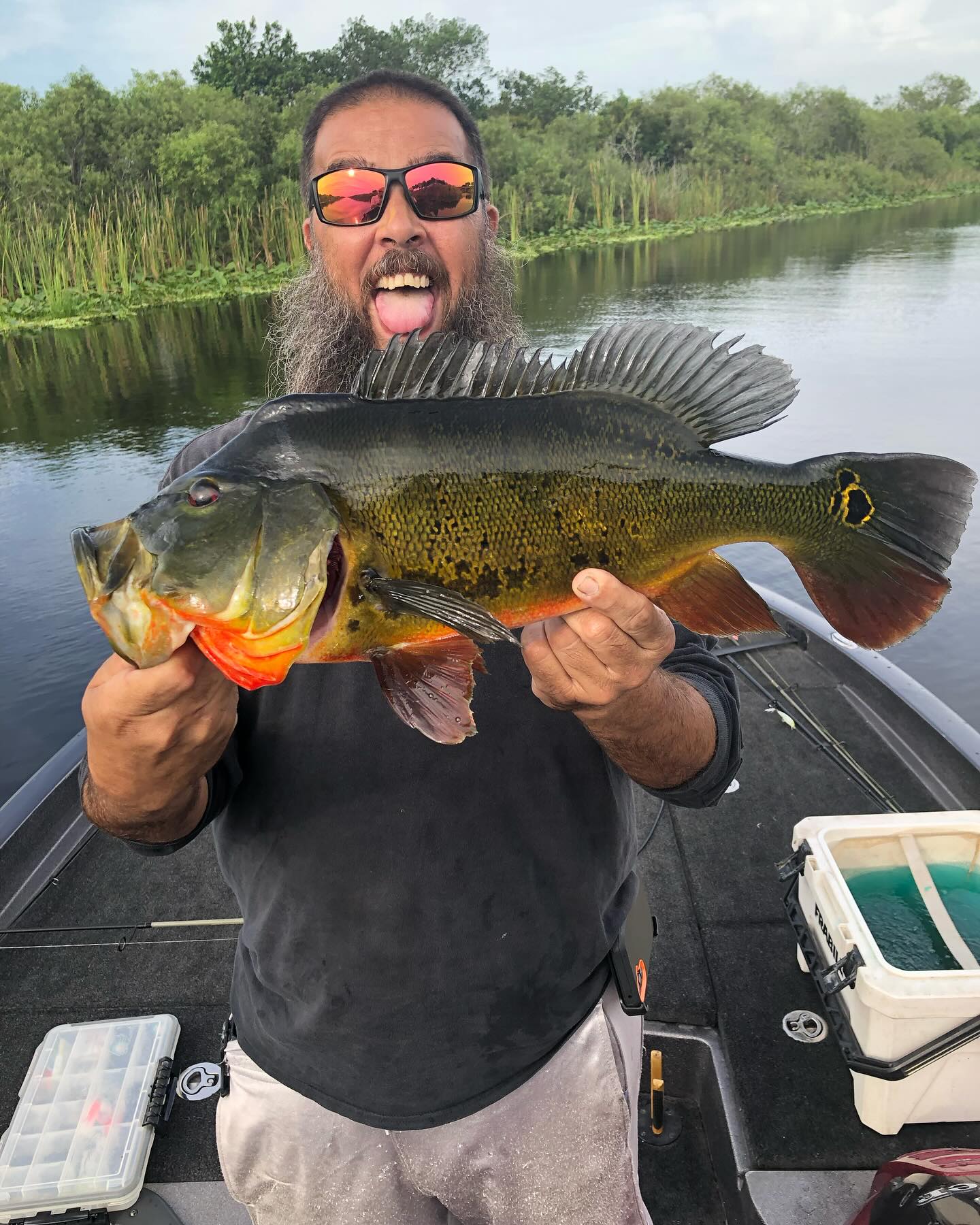 The 9 Best Peacock Bass Fishing Guides in Everglades