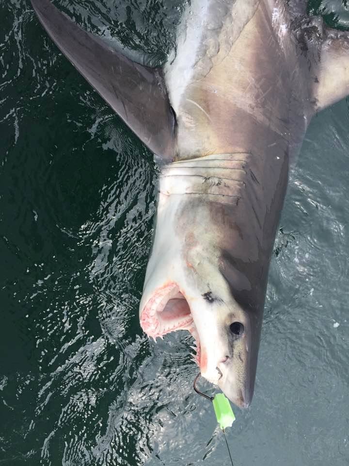 How to Catch Great White Shark & Great White Shark Fishing Charters
