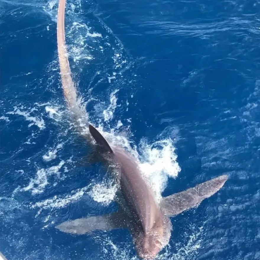 The 5 Best Great White Shark Fishing Charters in the Atlantic Ocean