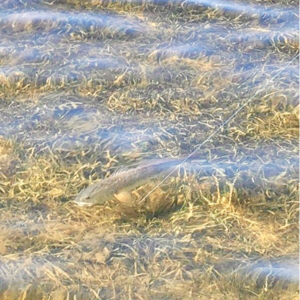 The 5 Best Port Isabel Turning Basin Fishing Charters