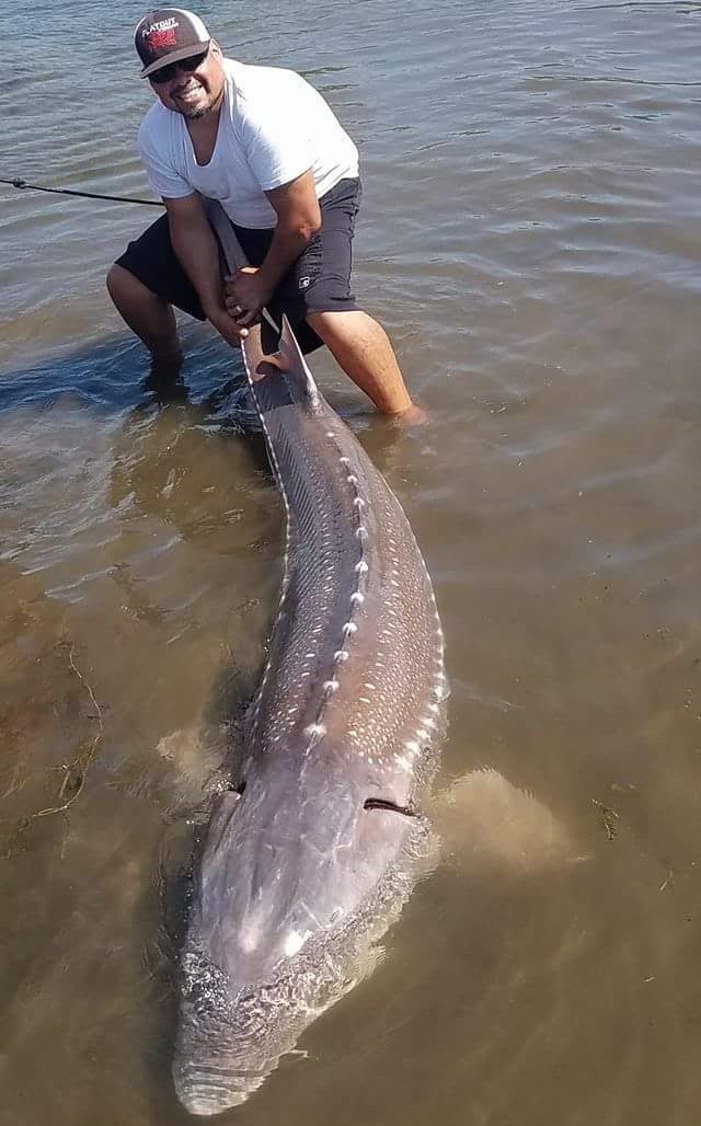 How to Catch Sturgeon & Sturgeon Fishing Guides