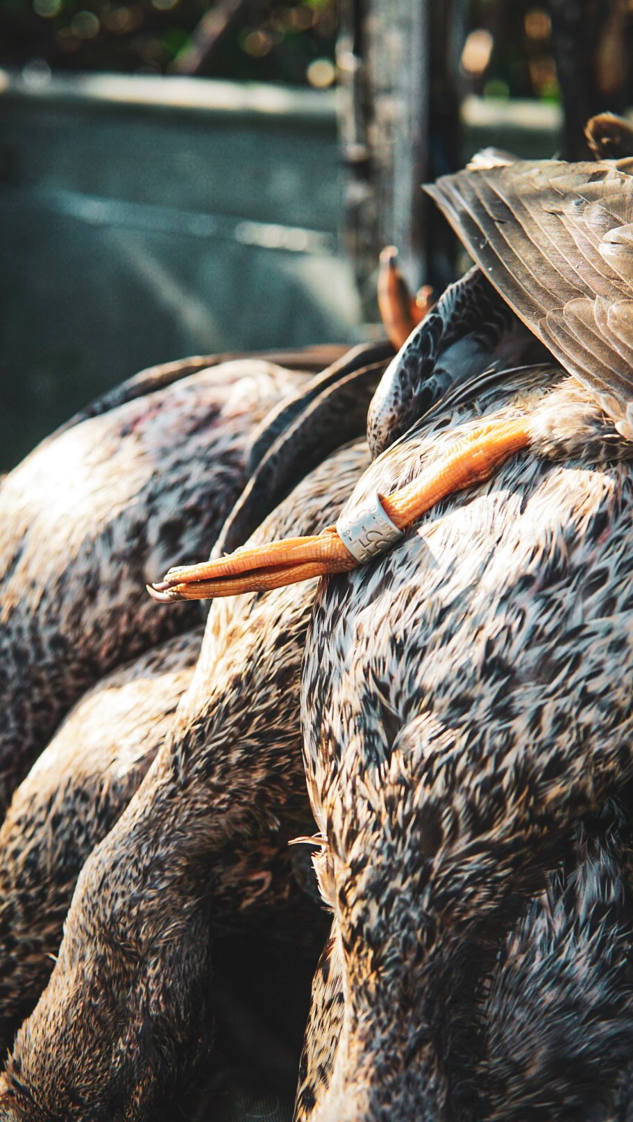 Blue-Winged Teal Hunting Guides in Tampa Bay