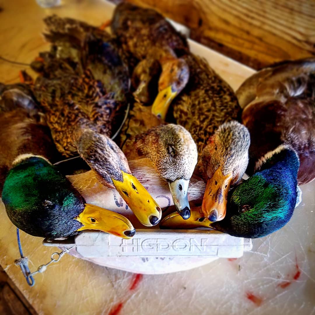 Quickly Identify The Bufflehead Vs. Hooded Merganser