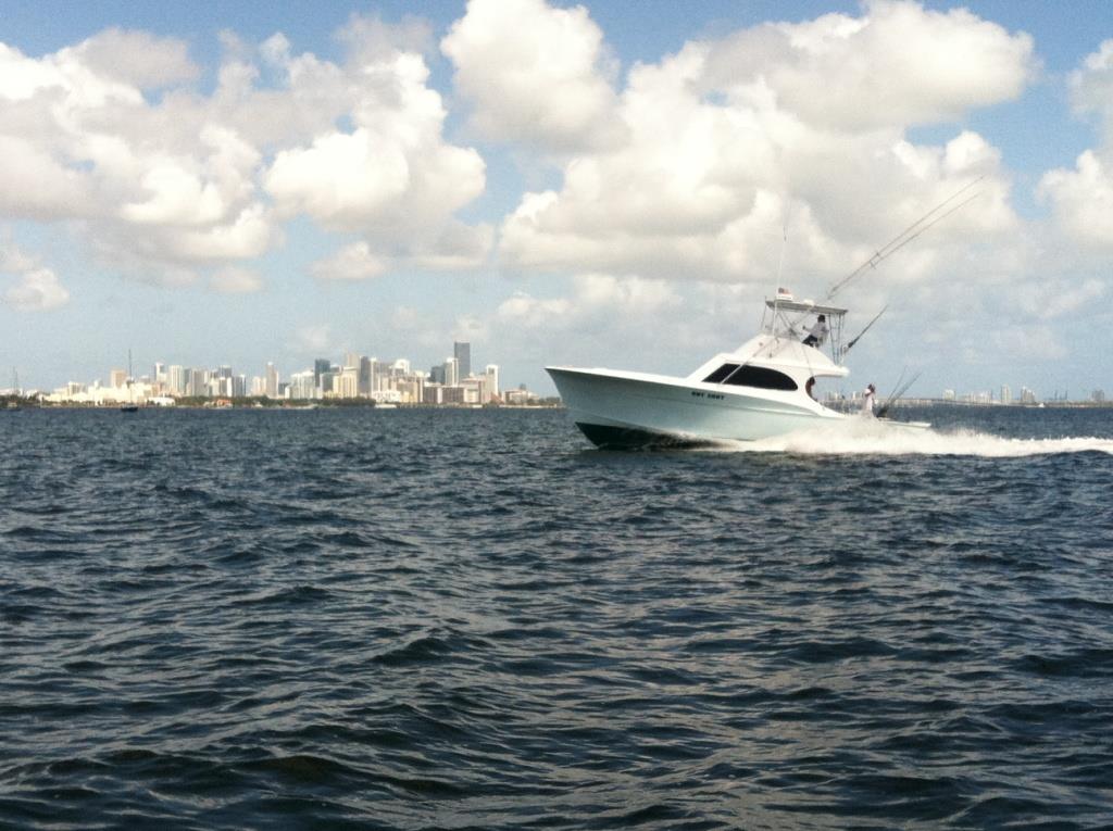 Shark Fishing In Miami: Everything You Need To Know