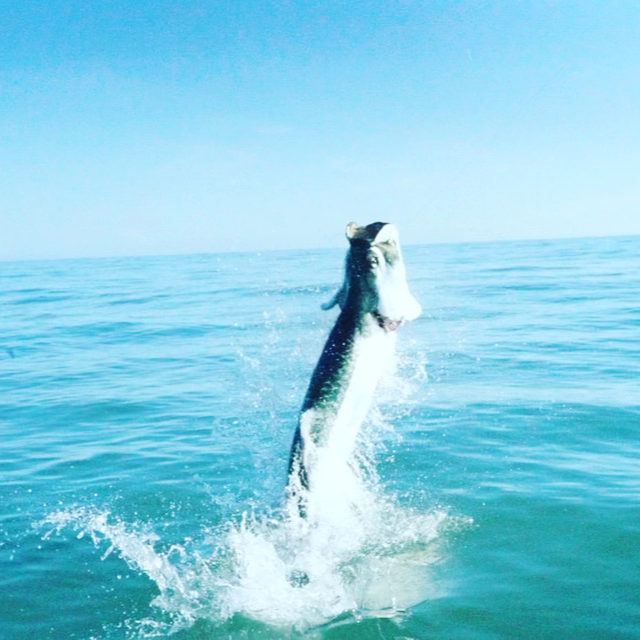 Fort Pierce Inlet Fishing Charters