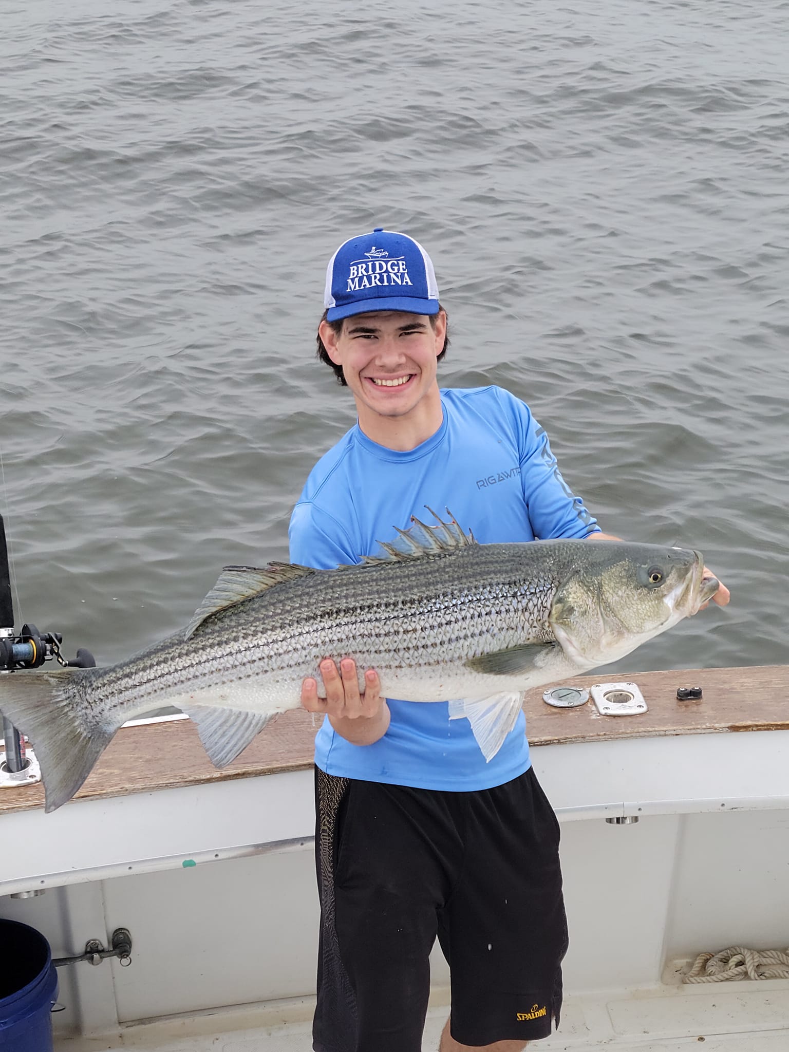 Everything You Need To Know About Yellow Perch