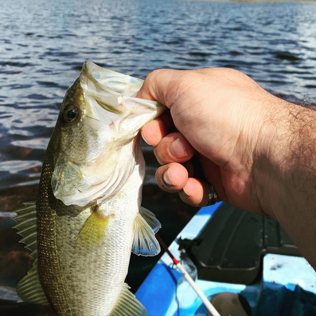 The Top 5 Freshwater Fishing Spots Near Sarasota