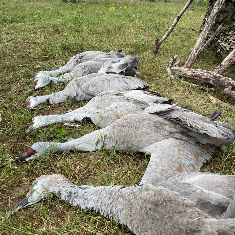 The 10 Best Sandhill Crane Hunting Guides in Texas