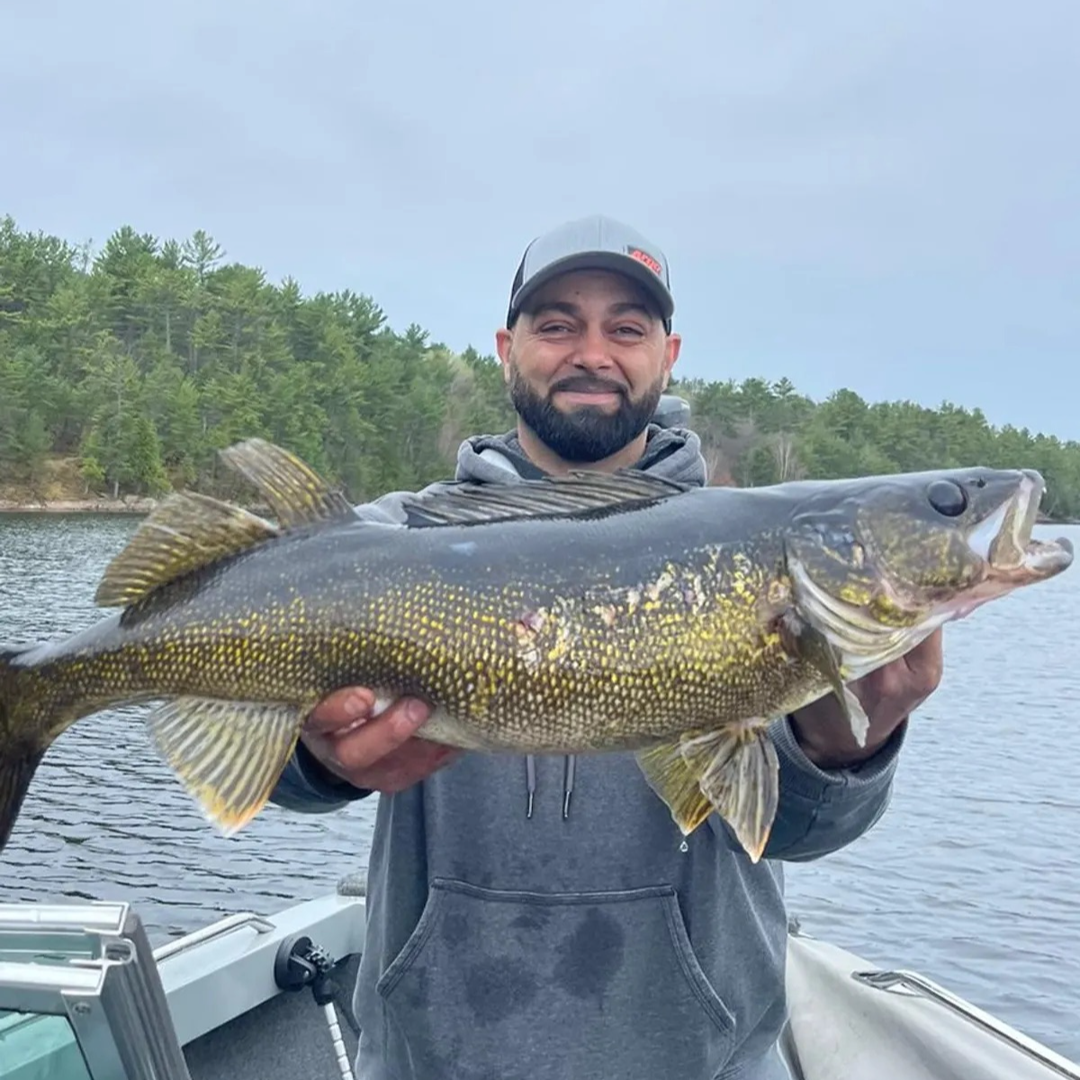 Everything You Need To Know About Yellow Perch