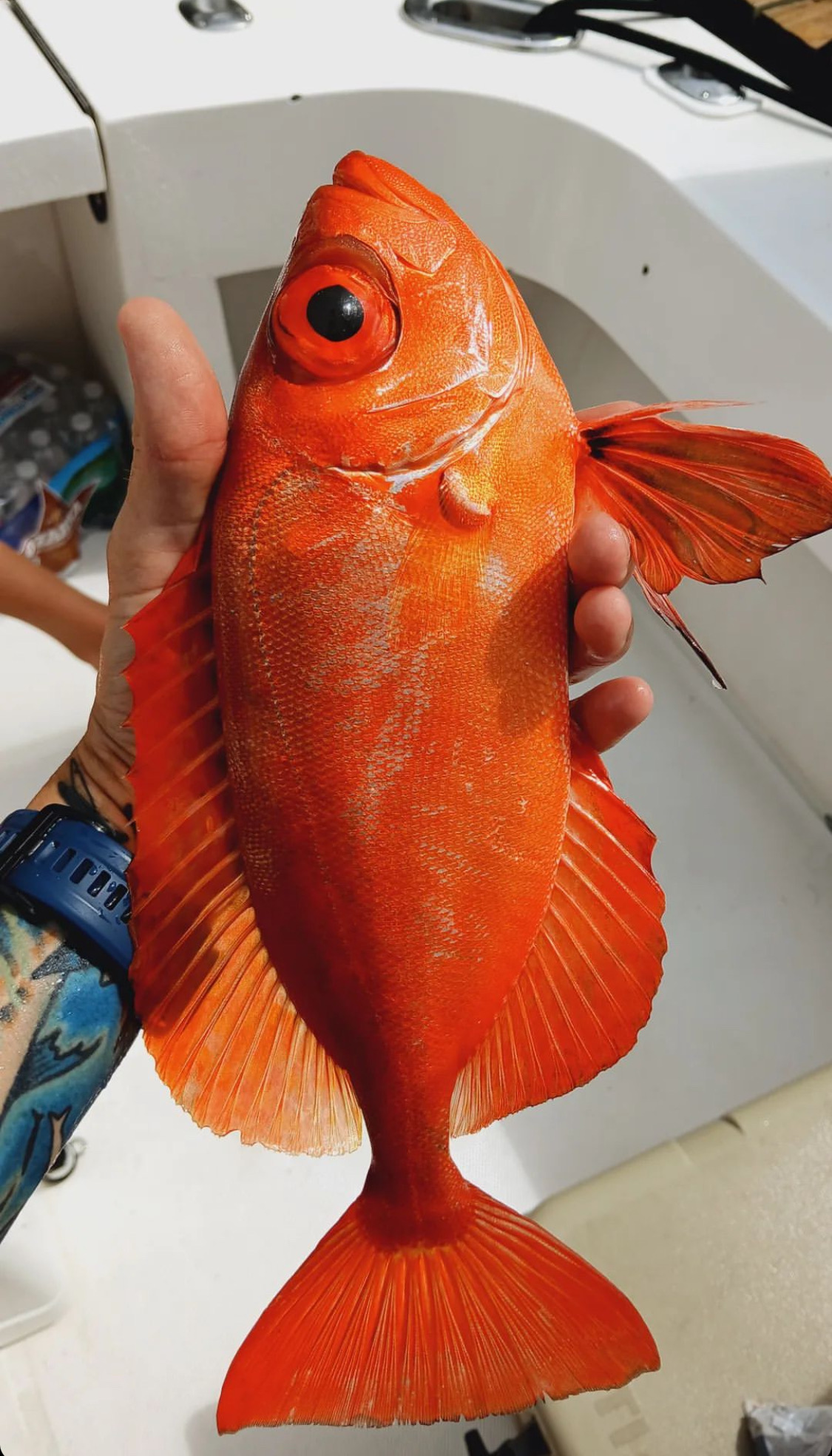 Gulf Magic Fishing with Captain Experiences