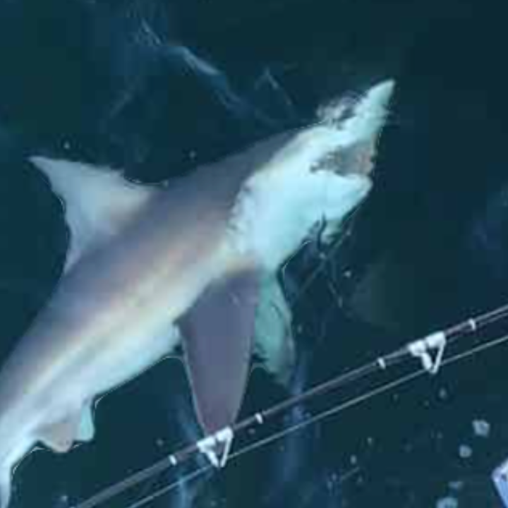 The 15 Best Deep Sea Fishing Charters in Tampa Bay