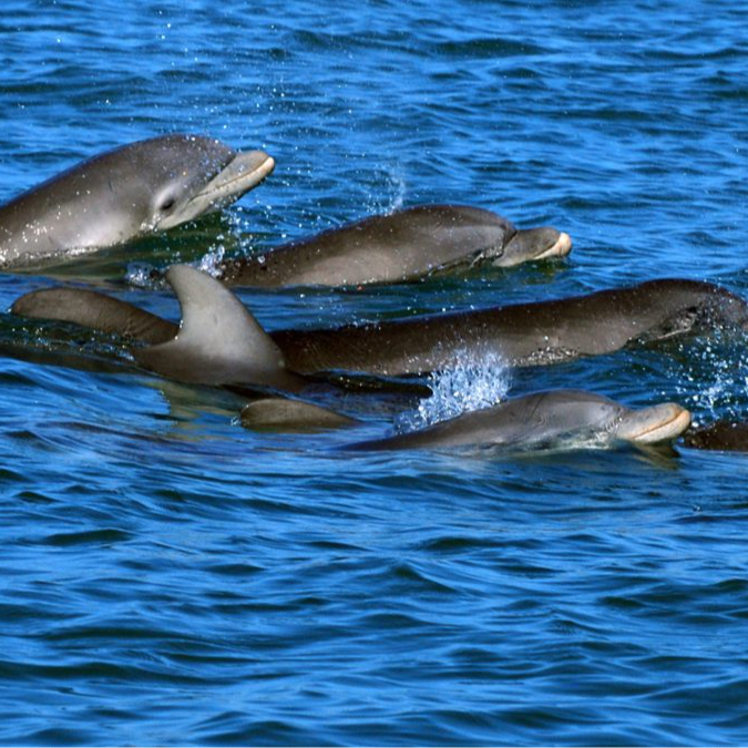 Bottlenose Dolphin Tour Guides