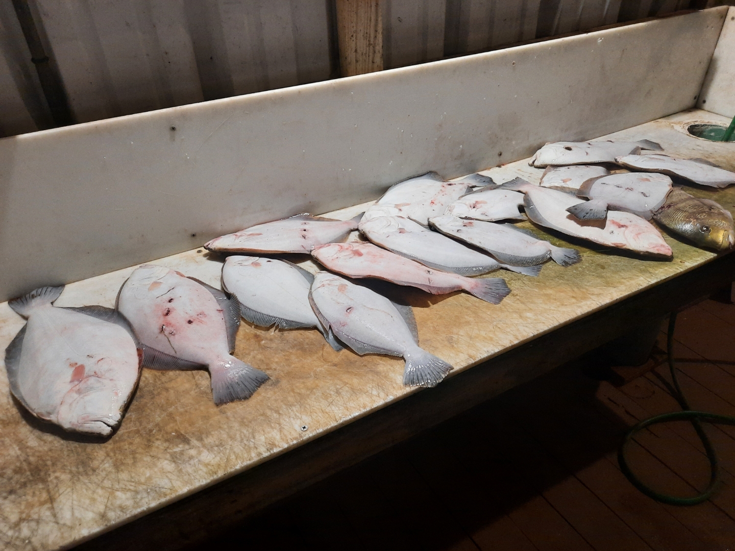 Everything You Need To Know About Texas Flounder