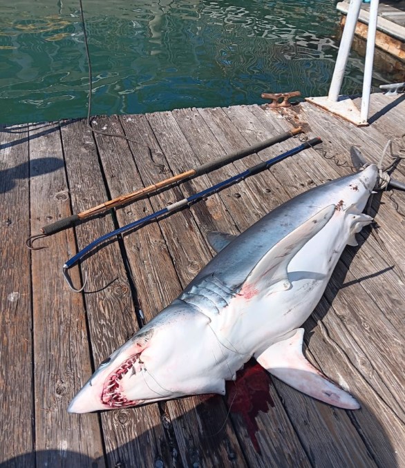 How to Catch Mako Shark & Mako Shark Fishing Charters