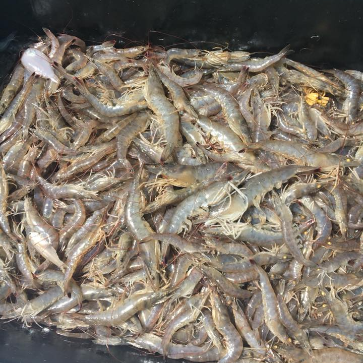 Everything You Need To Know About Shrimping