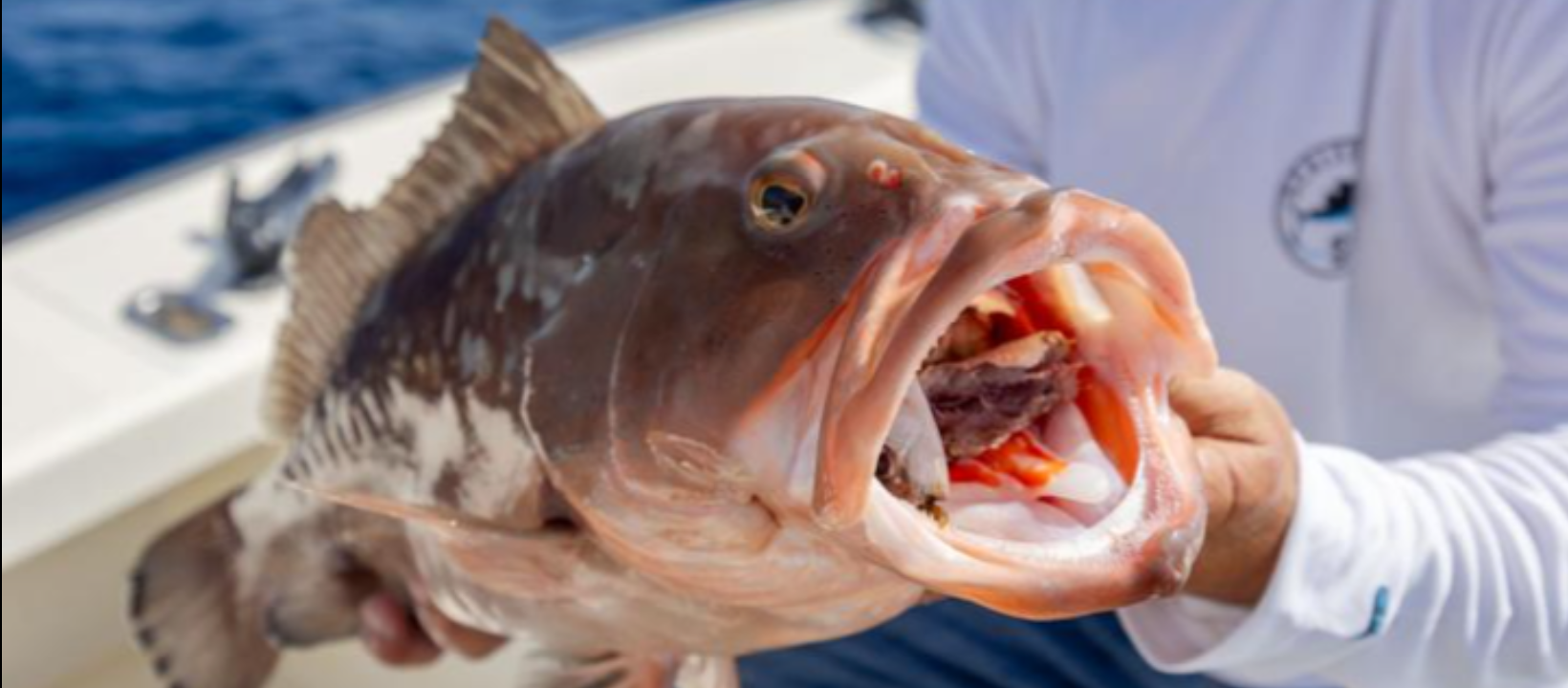 7 Types Of Trevally: Everything You Need To Know