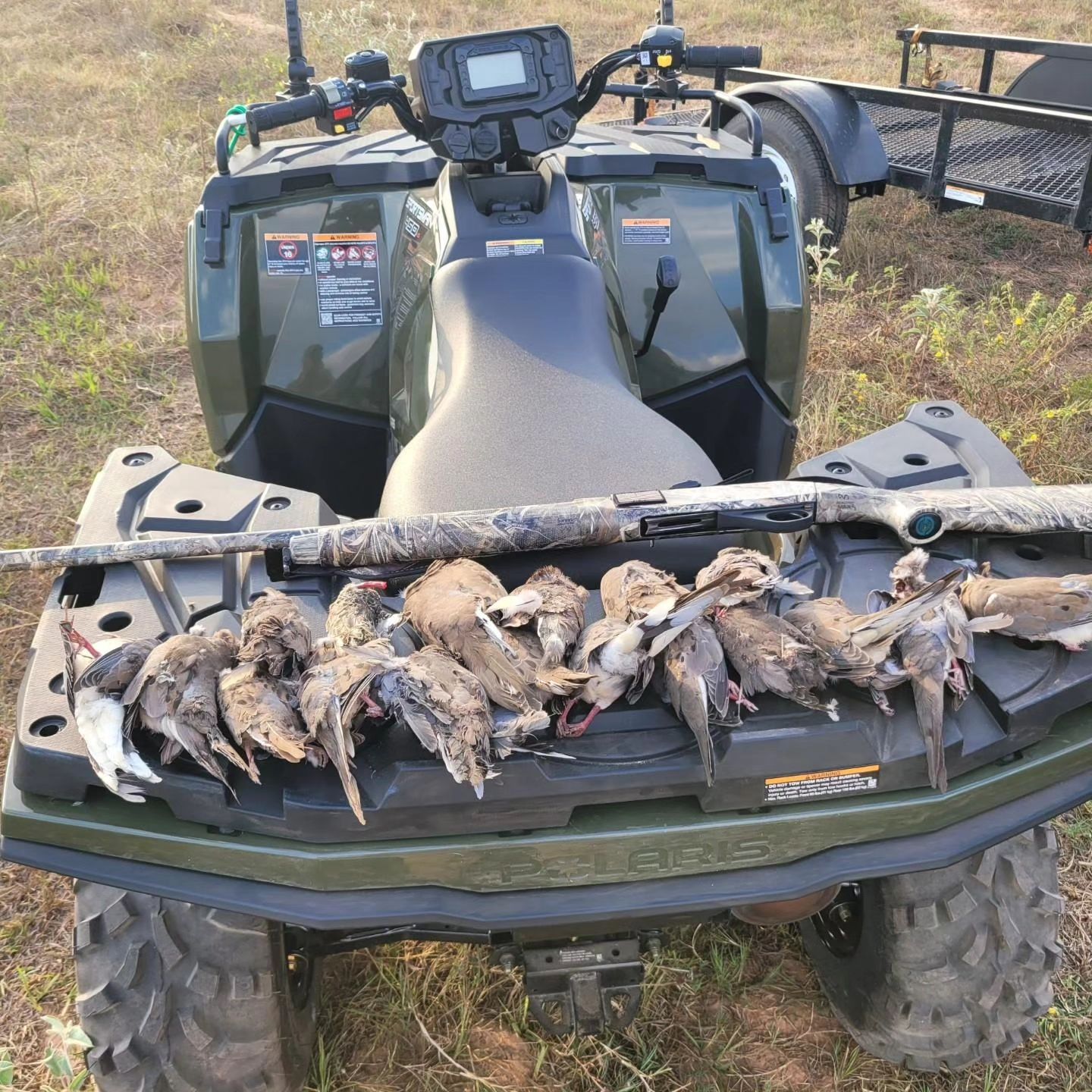 Texas Dove Season: 2024-2025 Hunting Dates & Information