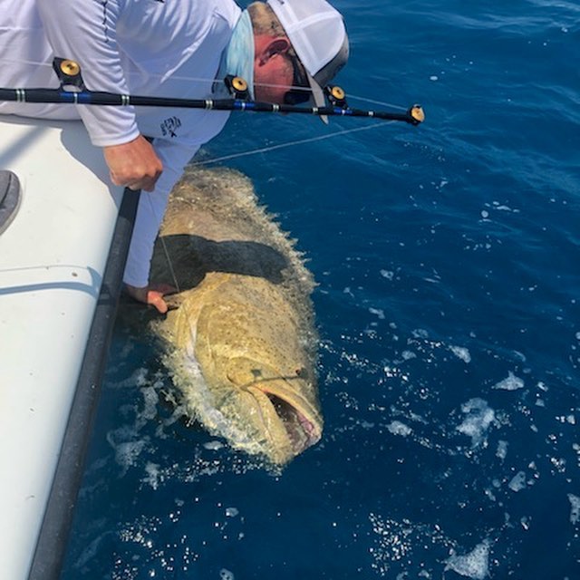 Snapper Species: What’s The Difference?