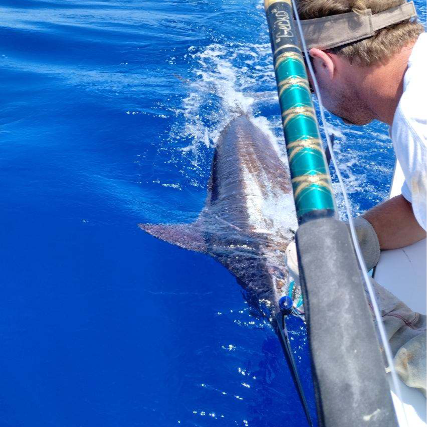 Tuna Compared: Yellowfin Vs Bluefin Vs Blackfin