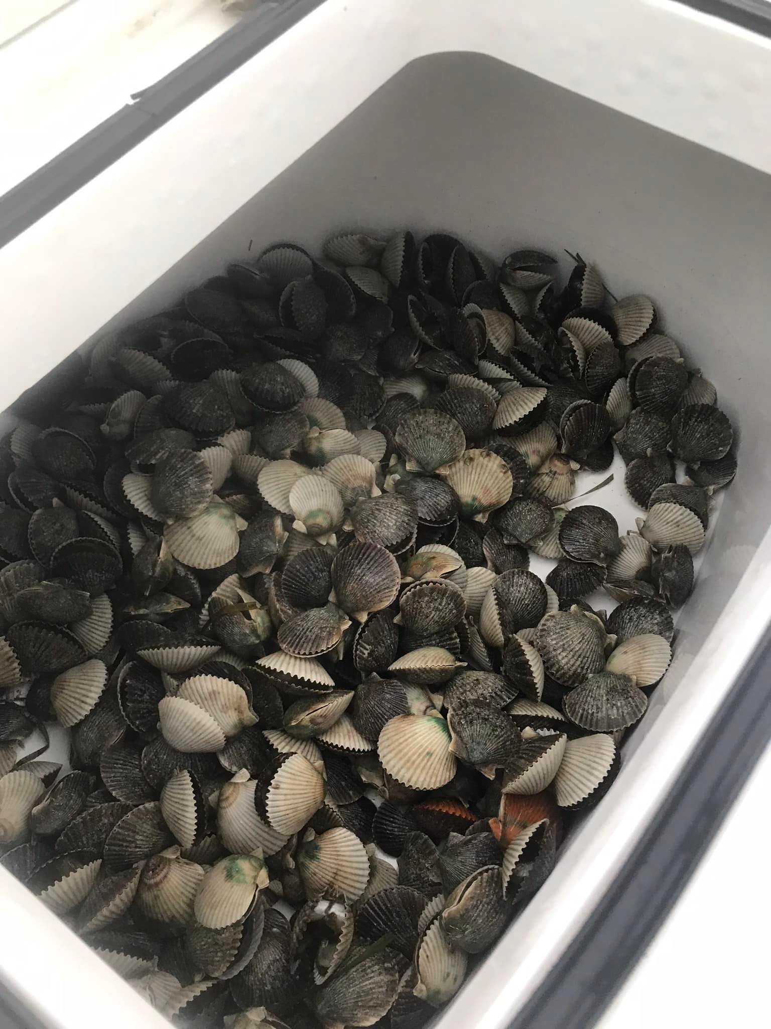 The 15 Best Scalloping Charters in Florida