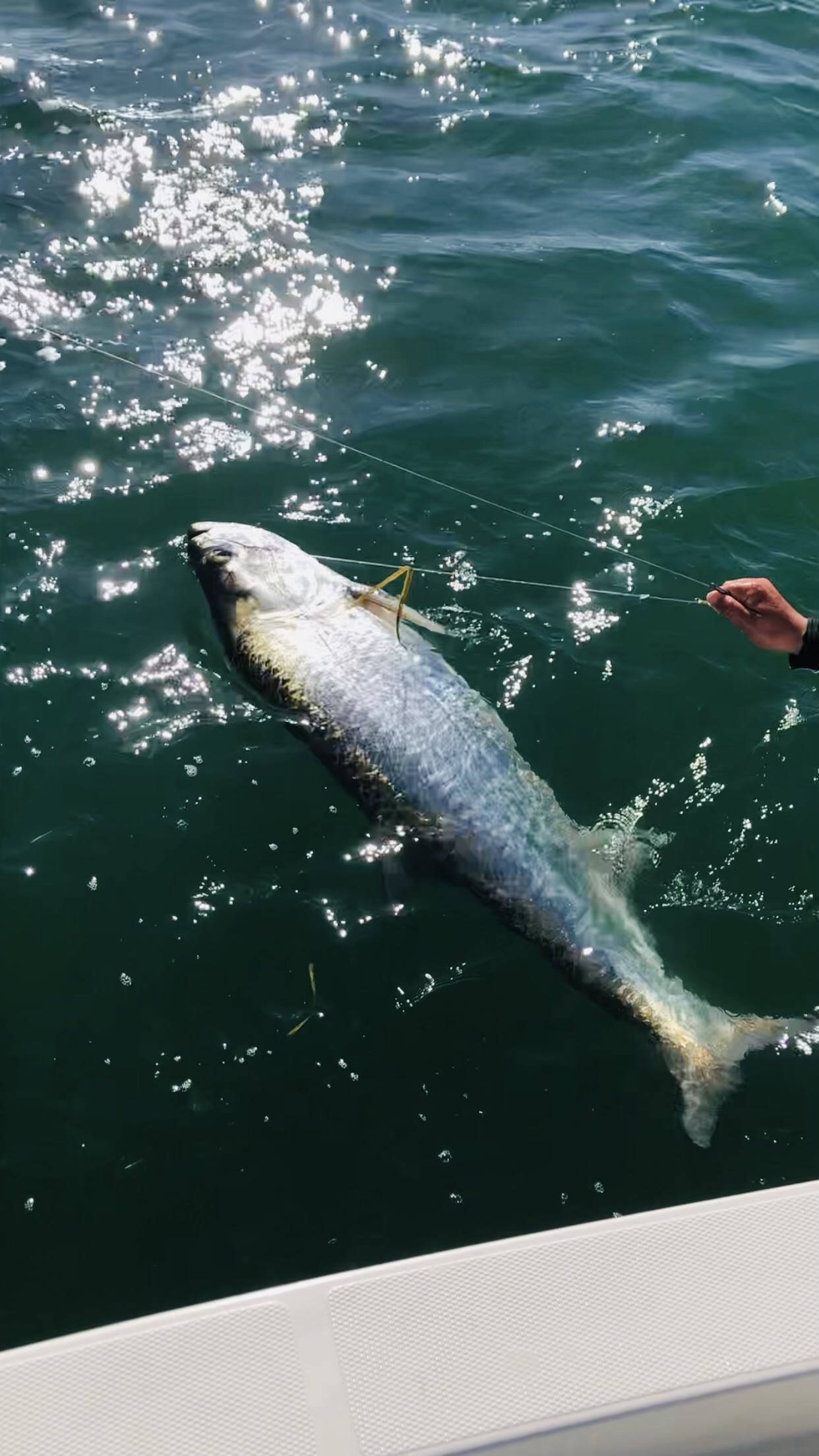 Hog Handlerz Sportfishing with Captain Experiences