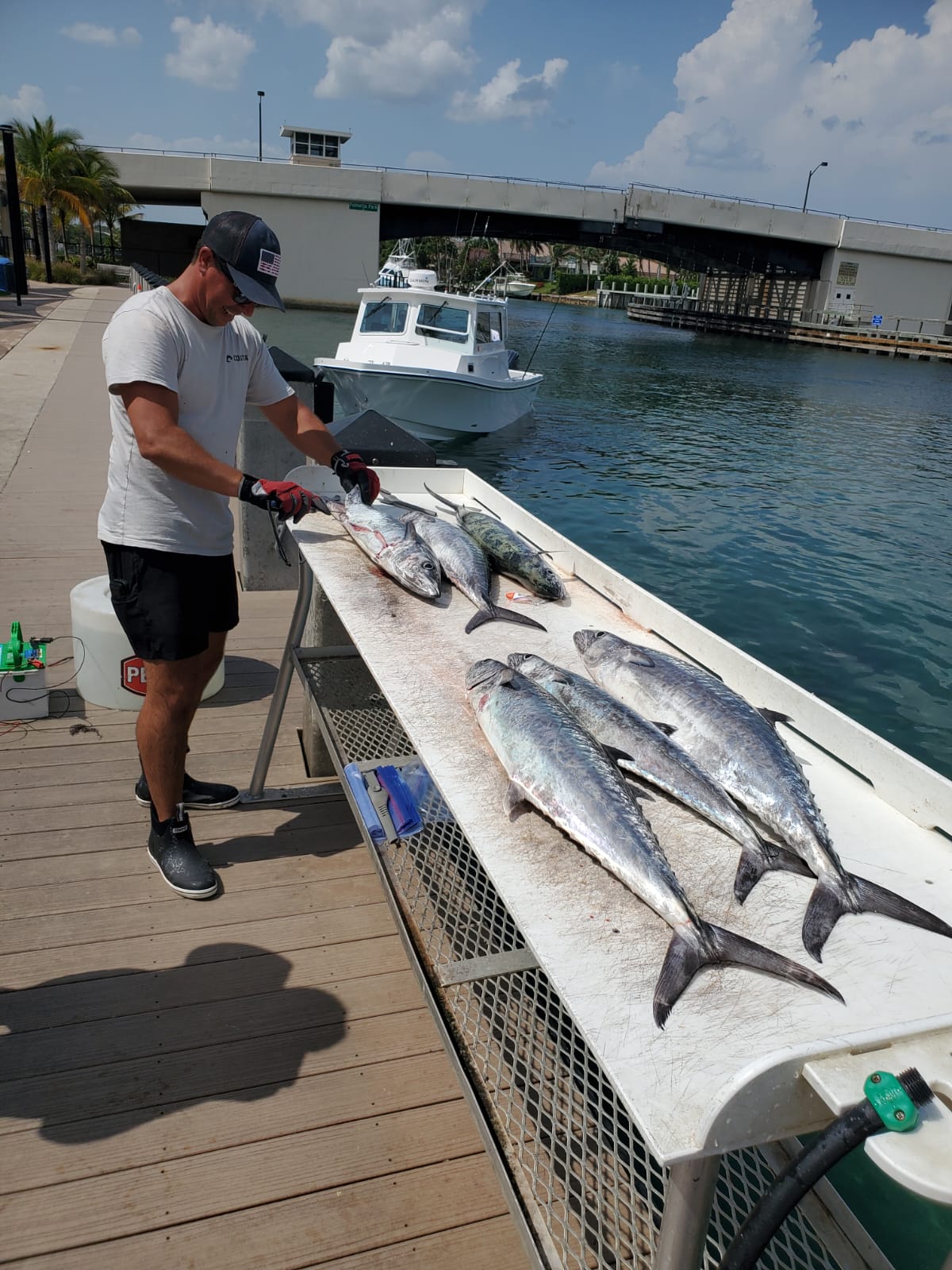 The Difference Between Lesser & Greater Amberjack