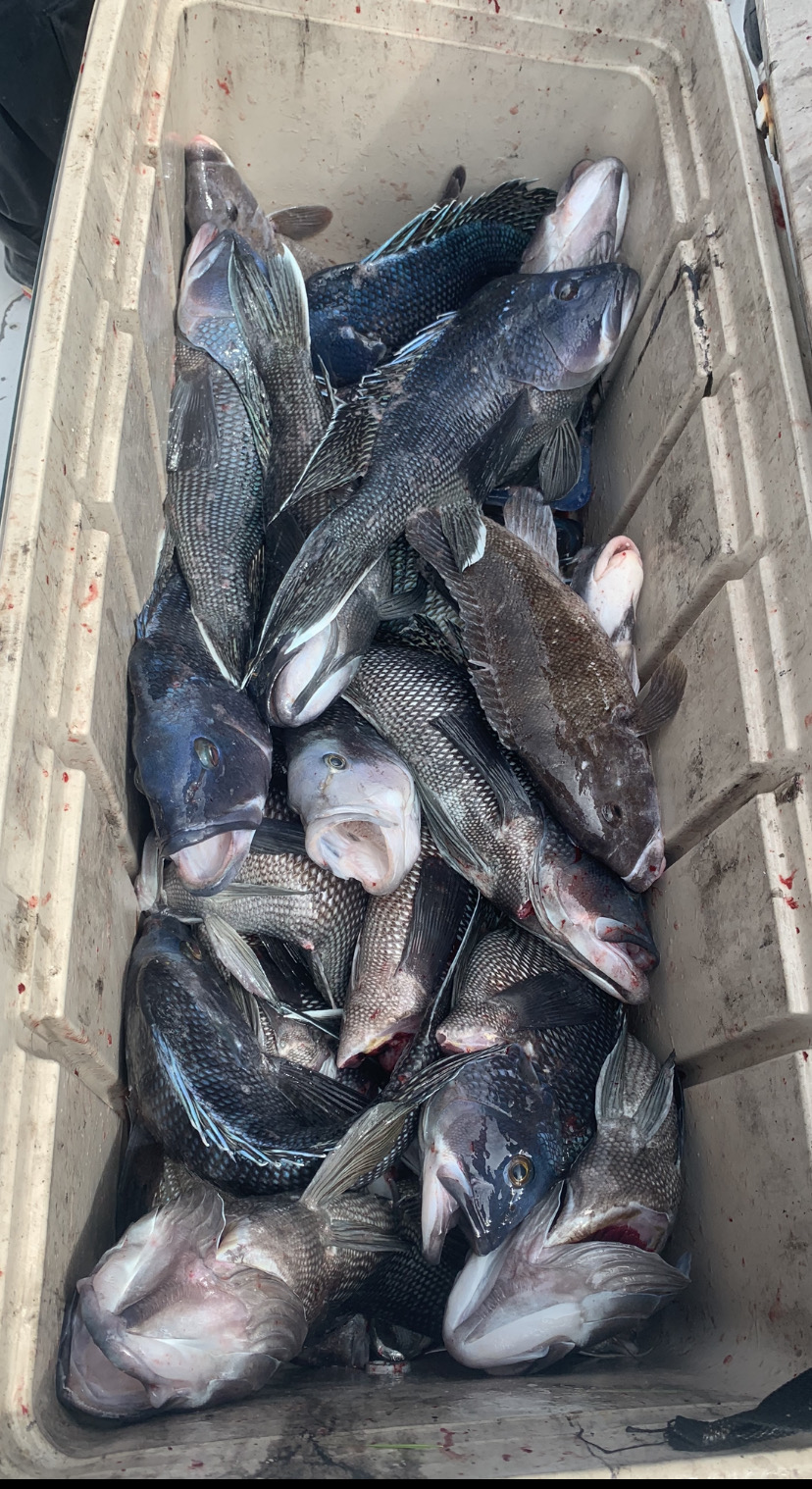 How to Catch Scup & Scup Fishing Charters