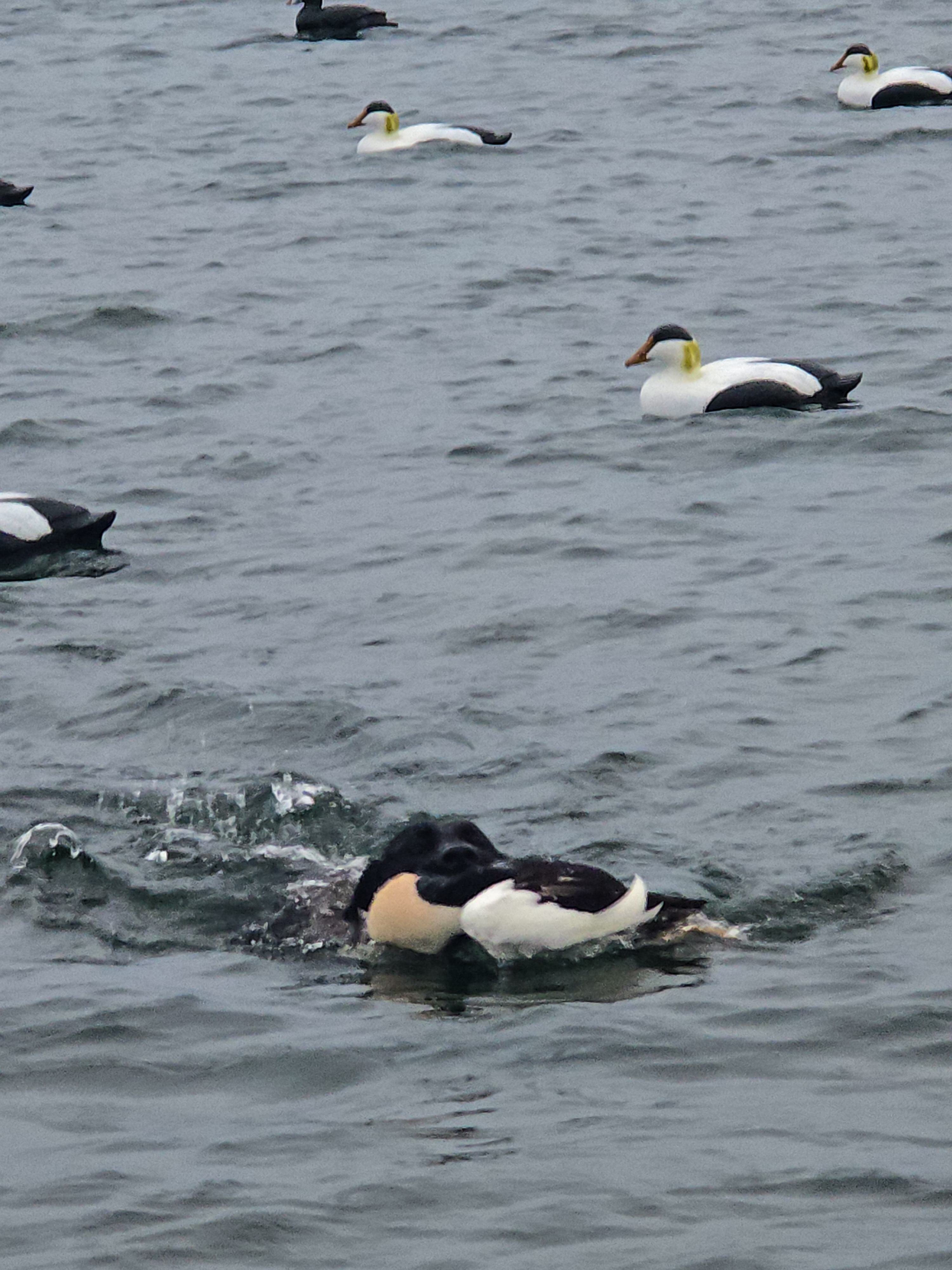 Common Eider Hunting Guides