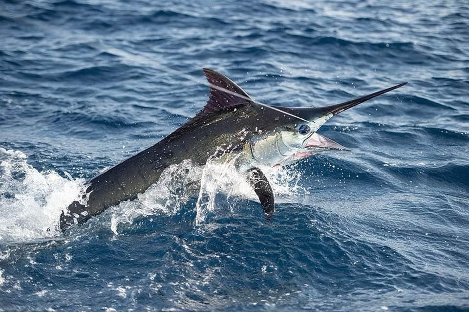 Blackfin Tuna Fishing Charters in the Core Sound