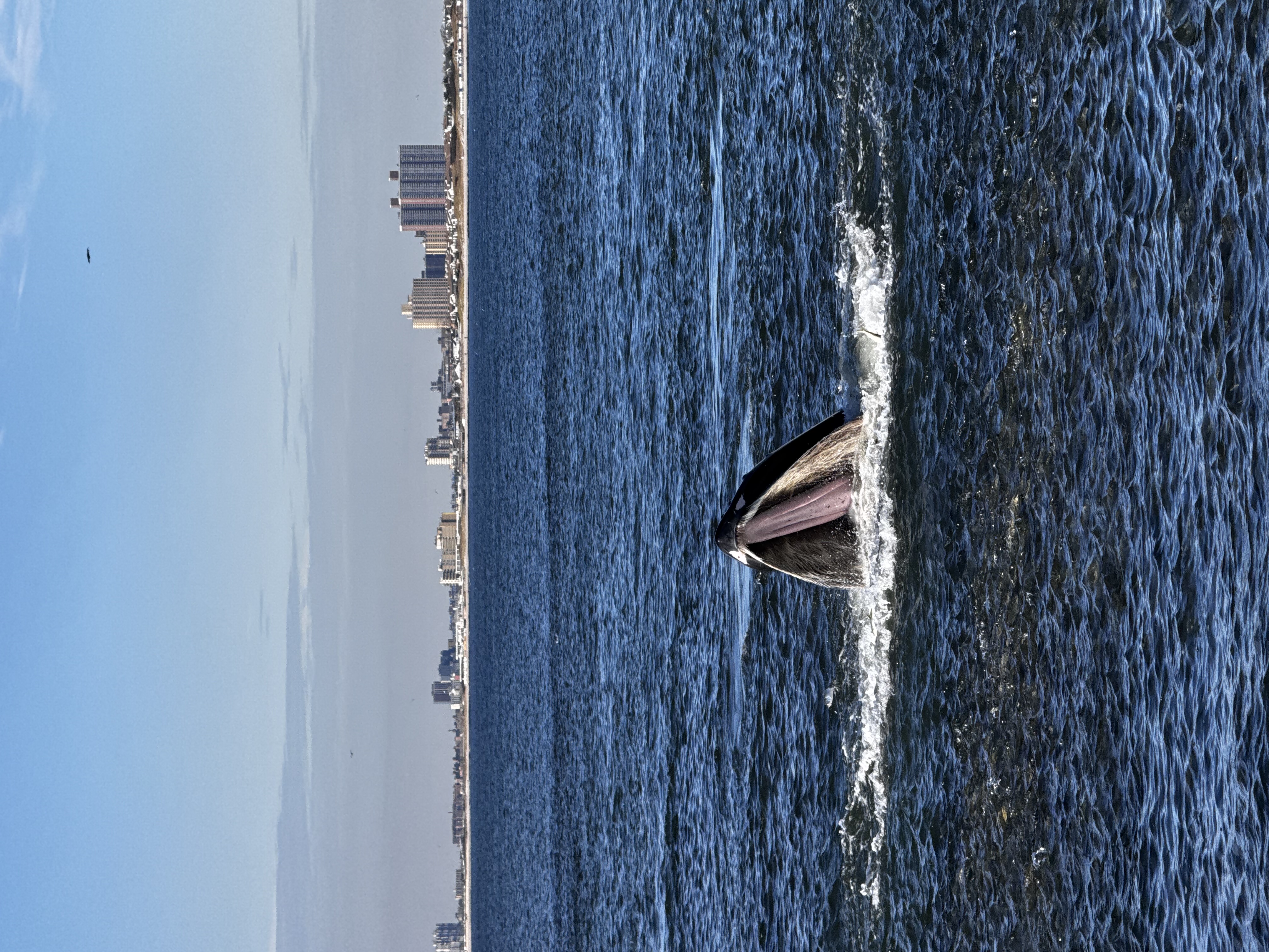 Whale Watching Tours Guides in the Atlantic Ocean