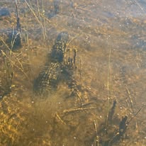 The 15 Best Alligator Hunting Guides