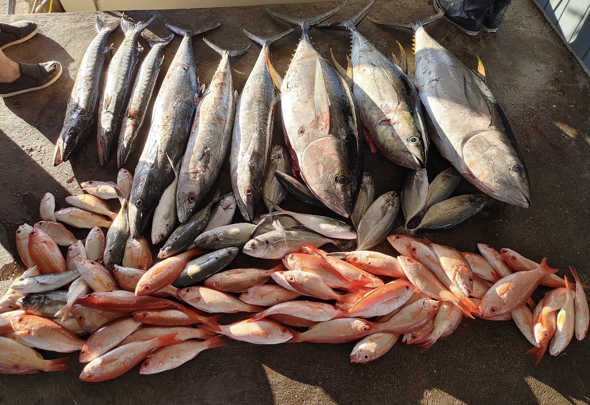 The 15 Best Deep Sea Fishing Charters in Galveston