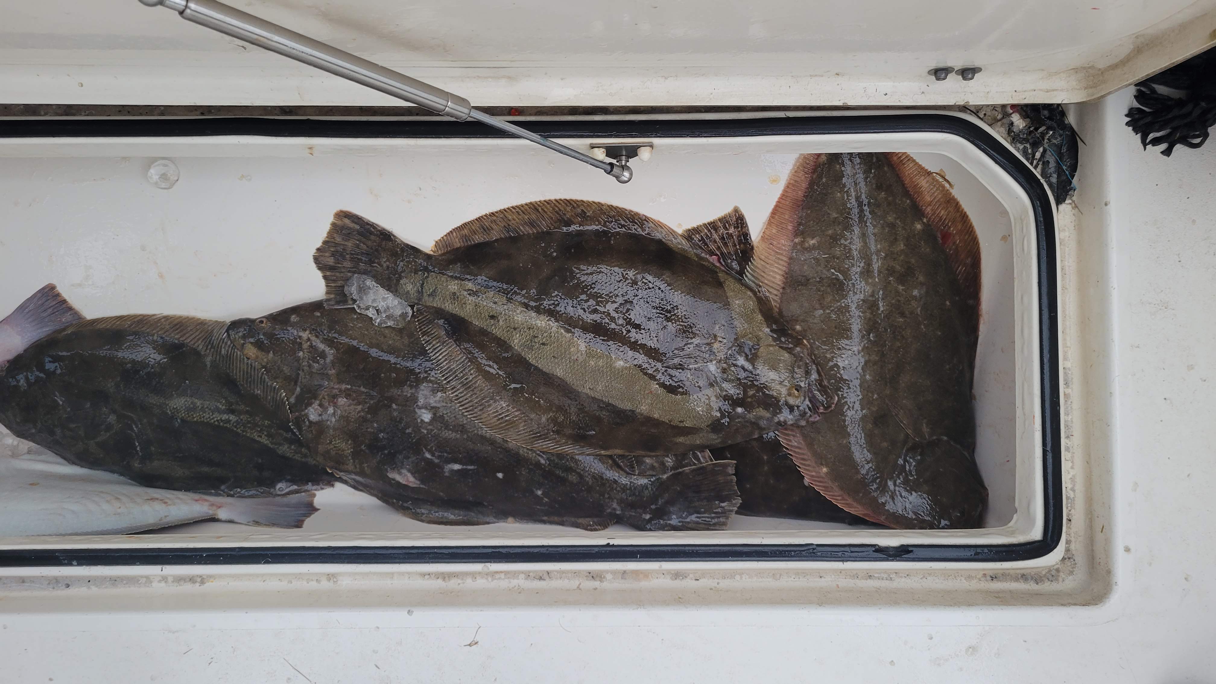 Fishing Techniques: The Beginner's Guide To Gigging